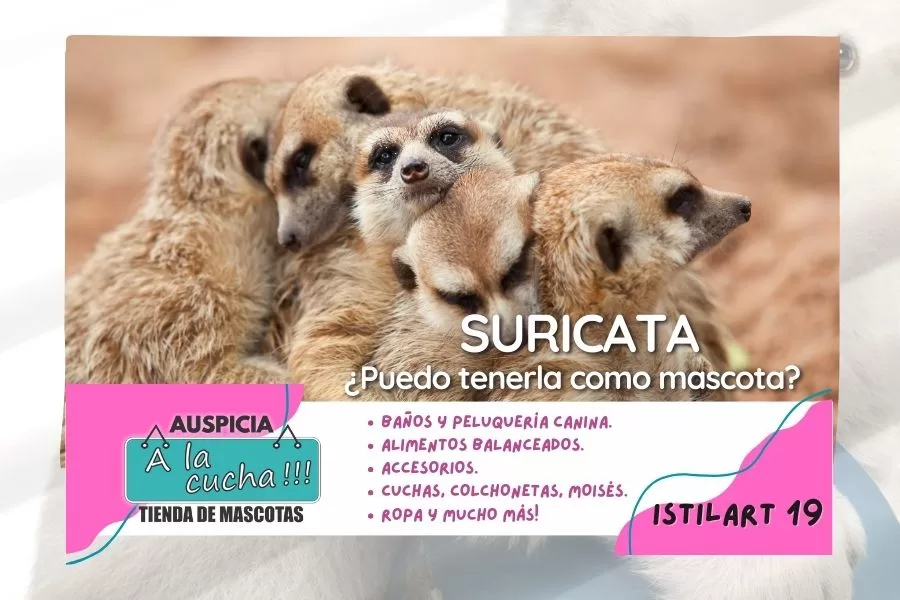 Suricata – Diario 3 – El portal de noticias de Tres Arroyos