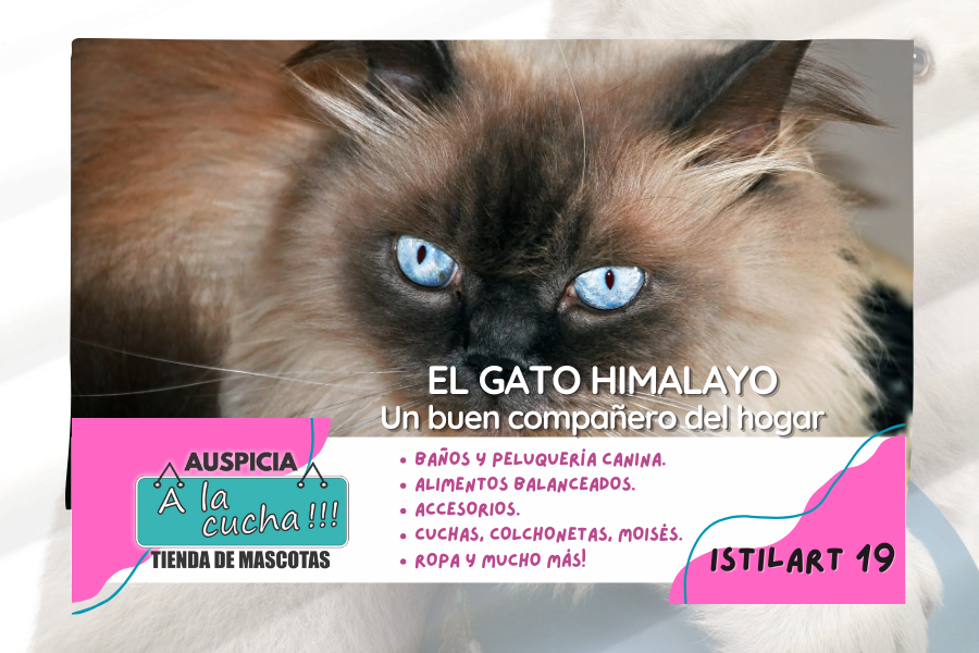 El Gato Himalayo – Diario 3 – El portal de noticias de Tres Arroyos