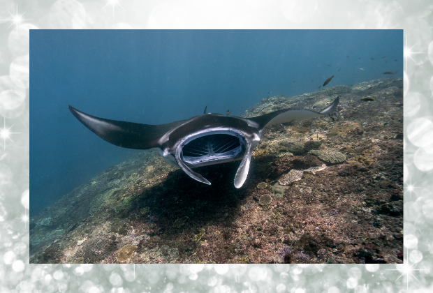 ¿Dónde viven las mantarrayas? – Diario 3 – El portal de noticias de ...