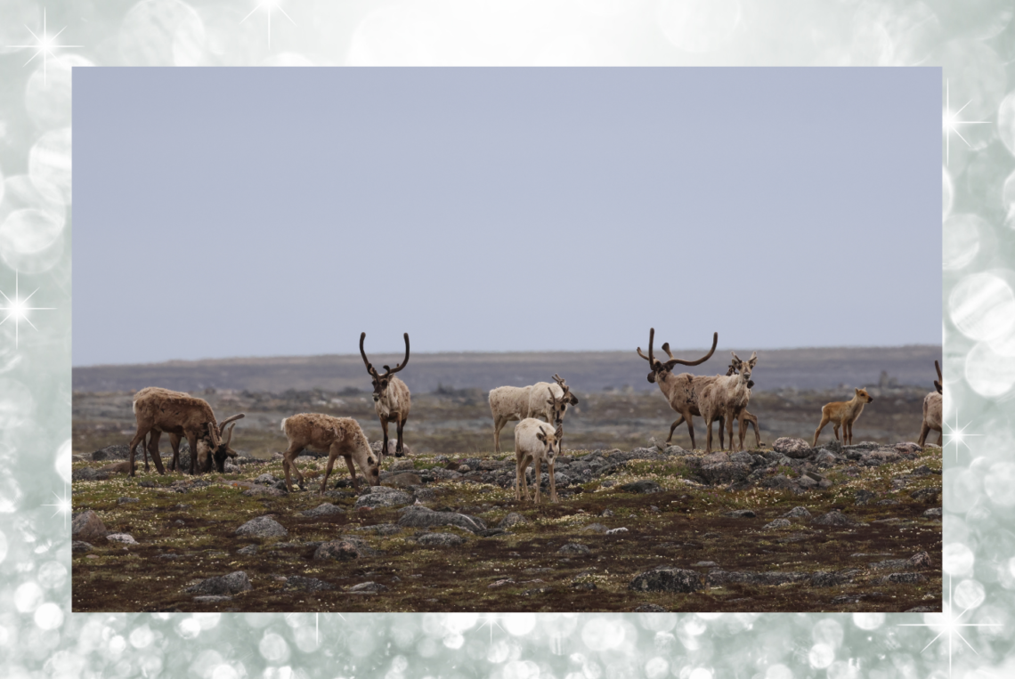 Reno o caribú: qué es, tipos, dónde vive y qué come – Diario 3 – El ...