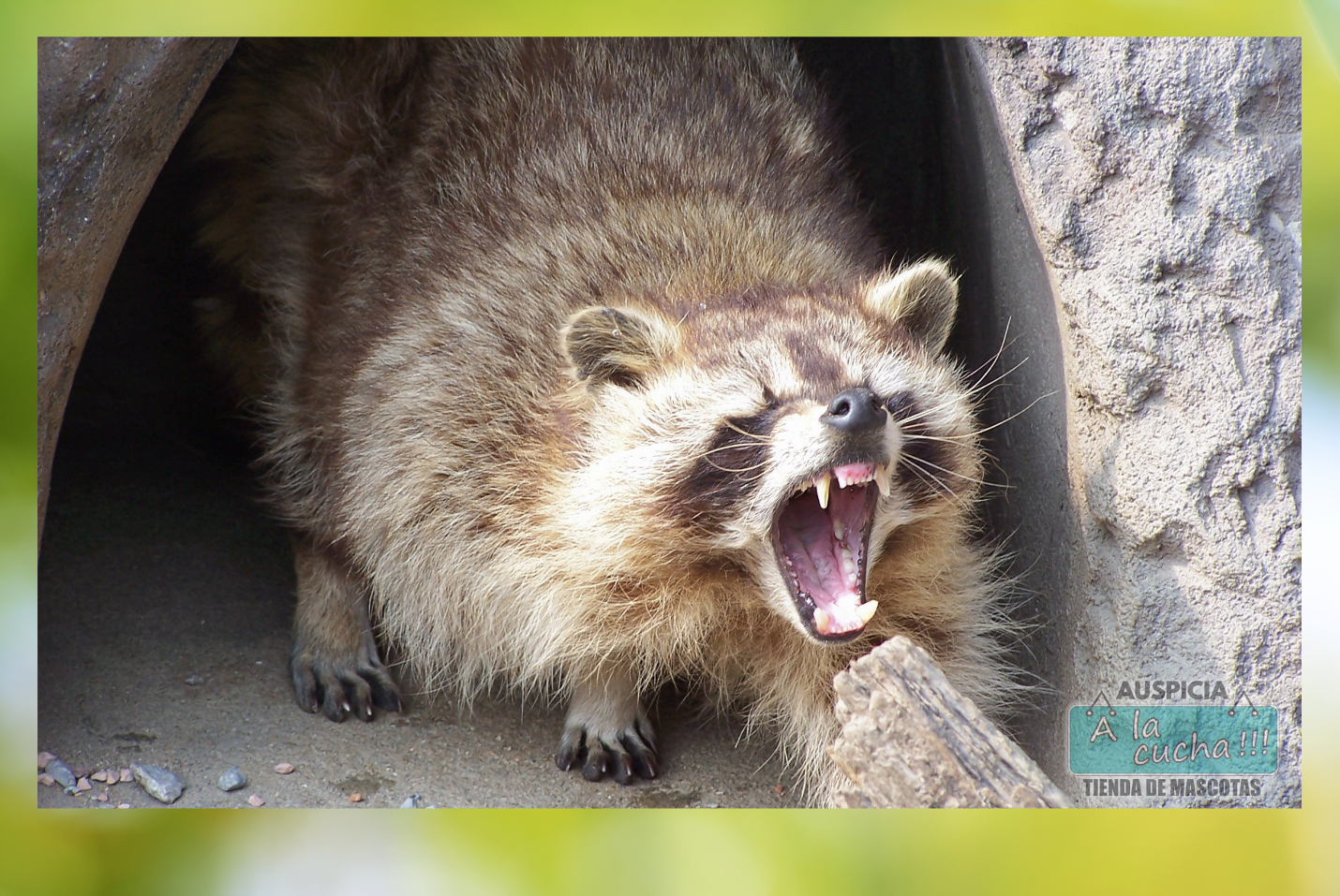 ¿Los mapaches son agresivos? – Diario 3 – El portal de noticias de Tres Arroyos