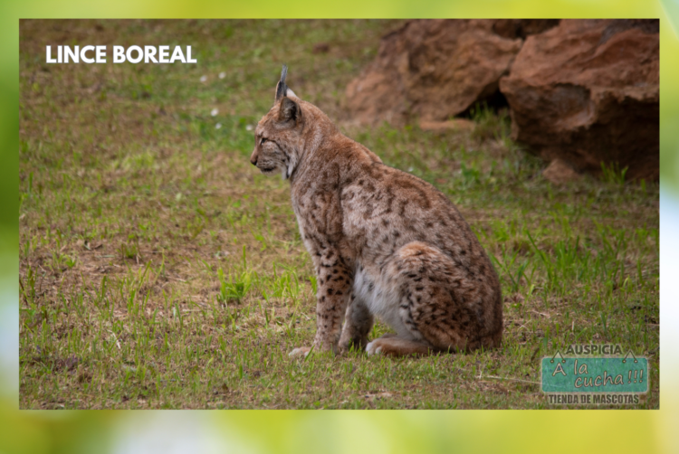 Tipos de linces: Características y dónde viven – Diario 3 – El portal ...