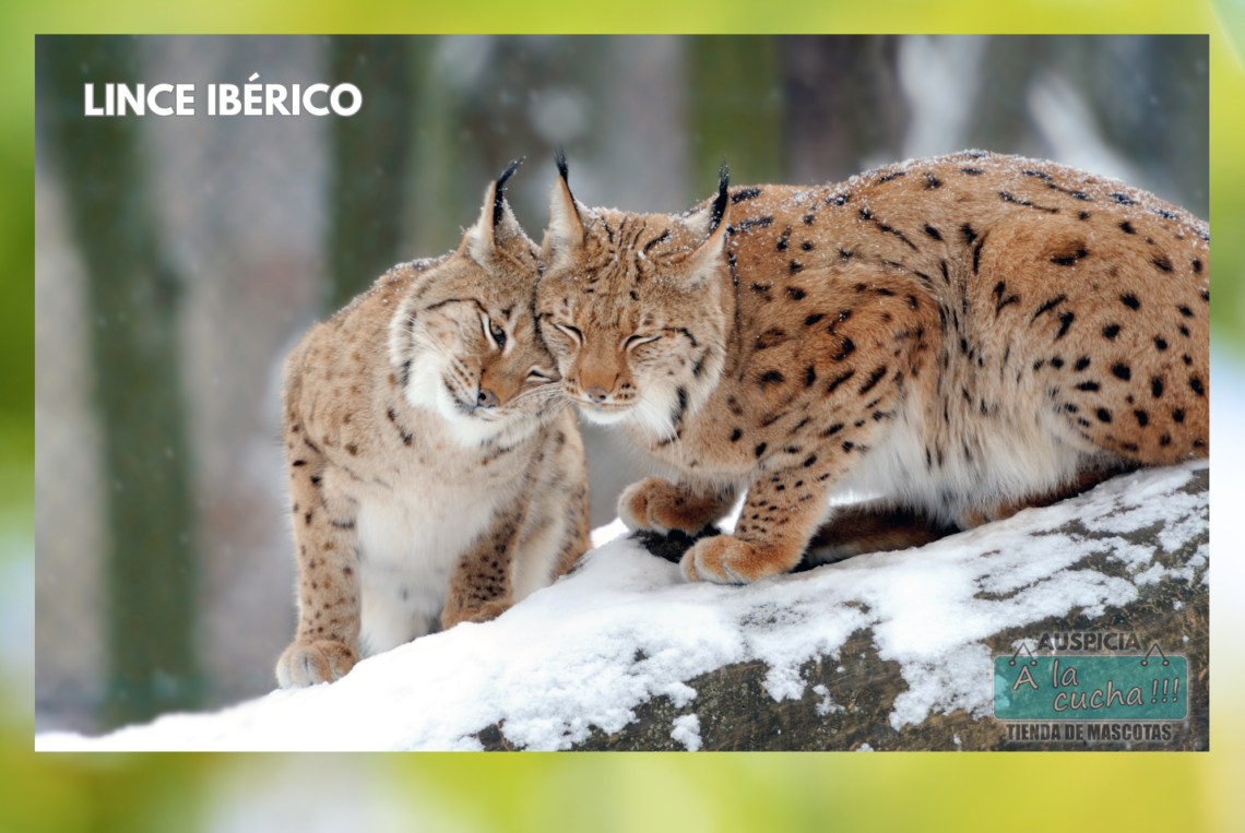 Tipos de linces: Características y dónde viven – Diario 3 – El portal ...