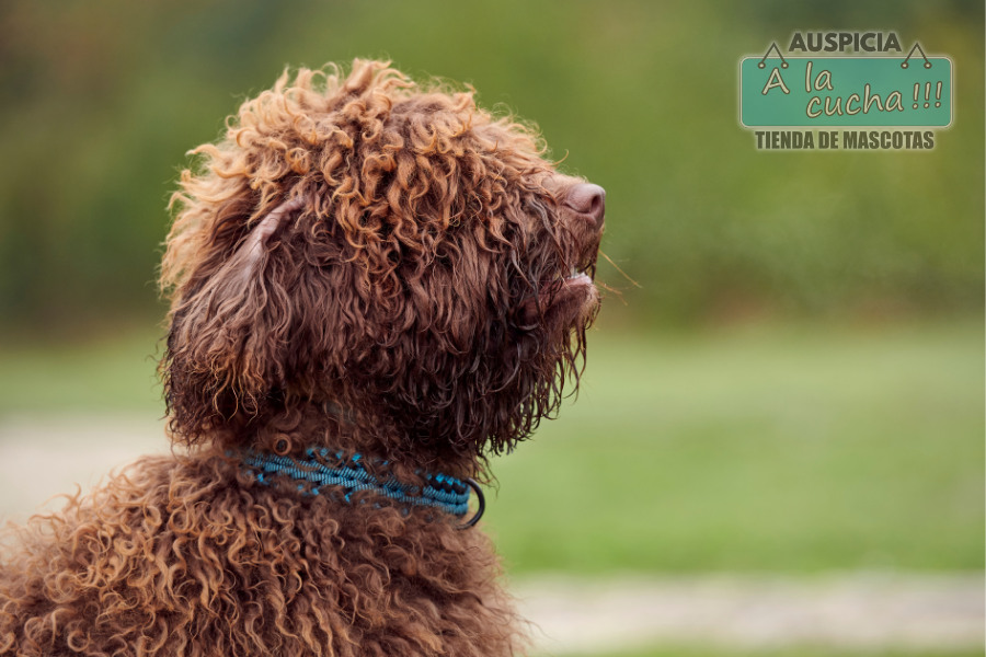 El Perro de Agua Español y su rústica versatilidad atlántica – Diario 3 ...