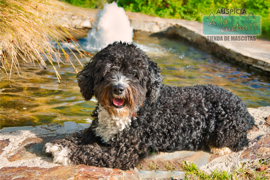 El Perro de Agua Español y su rústica versatilidad atlántica – Diario 3 ...